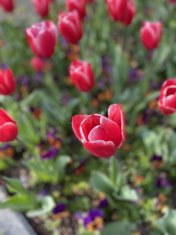 Red Spring Tulips in the Garden Stock Image - Image of garden, tulips ...