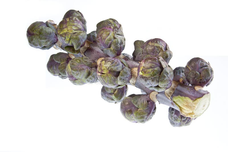 Red Sprouts stock photo. Image of sprouts, vegetable - 23684316