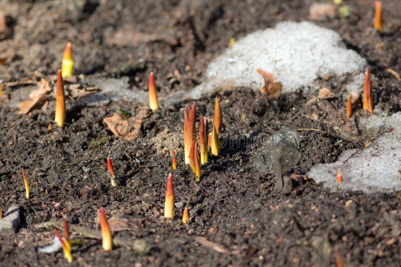 Red sprouts of flowers stock photo. Image of beautiful - 180212788