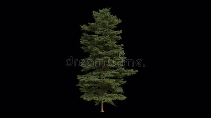 Red Spruce Tree Blowing in the Wind. Eastern Spruce Tree. Picea Rubens ...