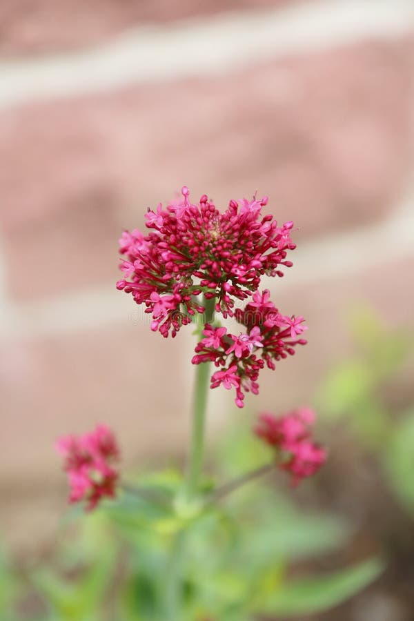 Red Spur Flower, Centranthus Ruber, Stock Photo - Image of kronrapara ...