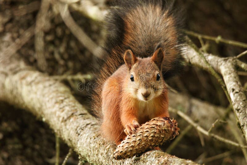 Red Squarell a Little Beast Stock Image - Image of beast, squarell ...