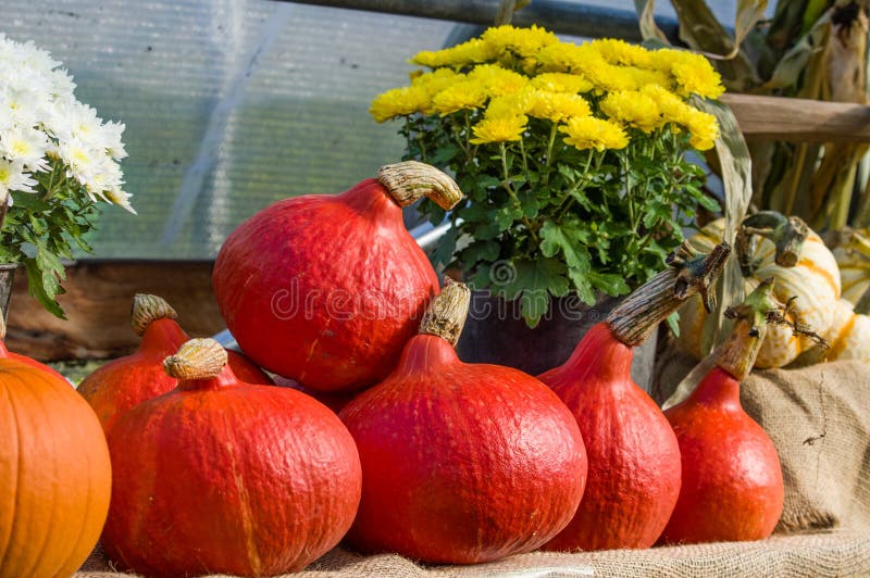 Red Squash on Display at a Fall Festival Stock Image - Image of ...