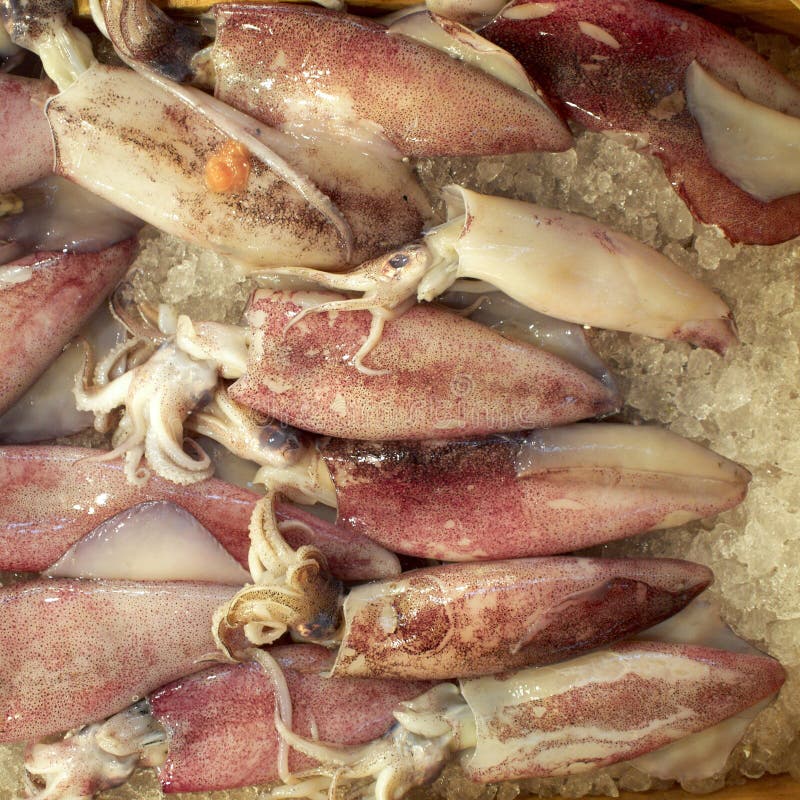 Red squids closeup stock image. Image of food, fresh - 214264169
