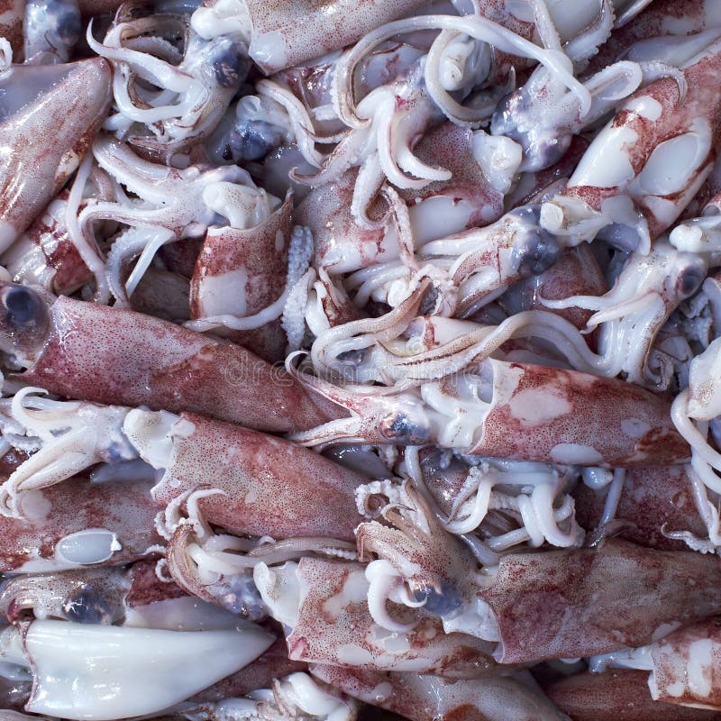 Fresh Squids at the Local Market Stock Photo - Image of kitchen, close ...