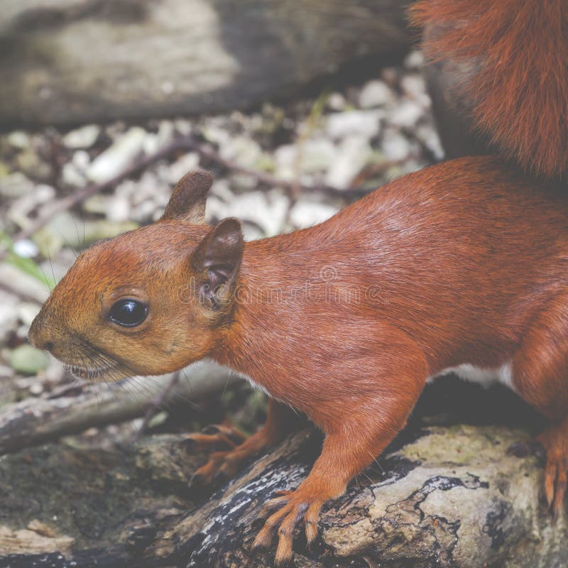 Red squirell close up stock photo. Image of landscape - 84129088