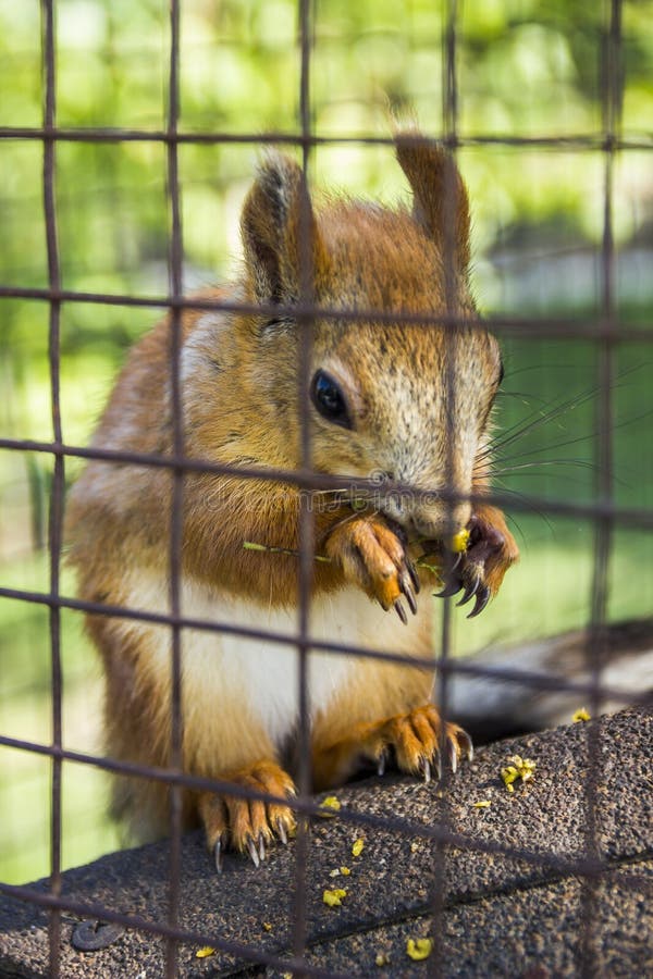 Red squirell stock image. Image of animals, wild, sciurus - 82903331
