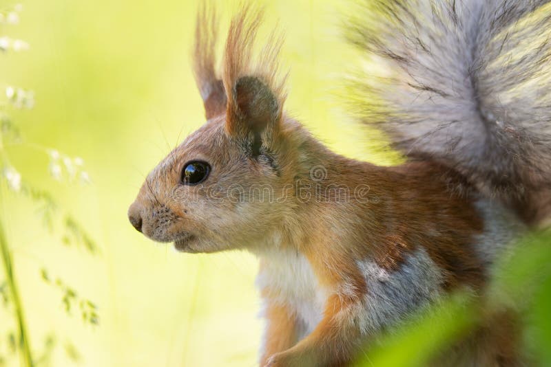Red Squirell Close Up. Sciurus Vulgaris, in the Wild Stock Image ...