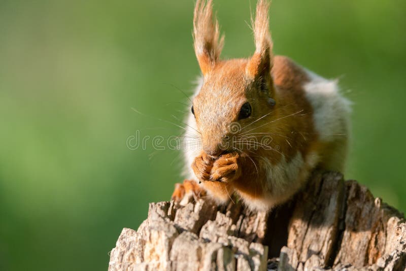 Red Squirell Close Up. Sciurus Vulgaris, in the Wild Stock Image ...