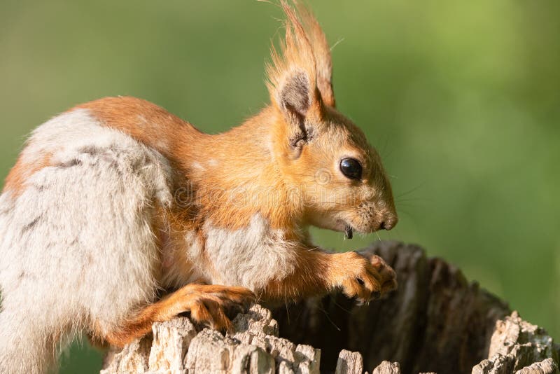 Red Squirell Close Up. Sciurus Vulgaris, in the Wild Stock Photo ...