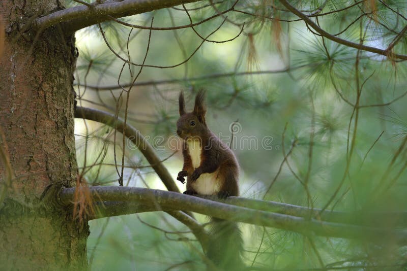 Red Squirell Sciurus Vulgaris on a Green Tree Stock Image - Image of ...