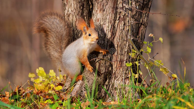 Red Squirell Sciurus Vulgaris in the Wild Stock Image - Image of ...