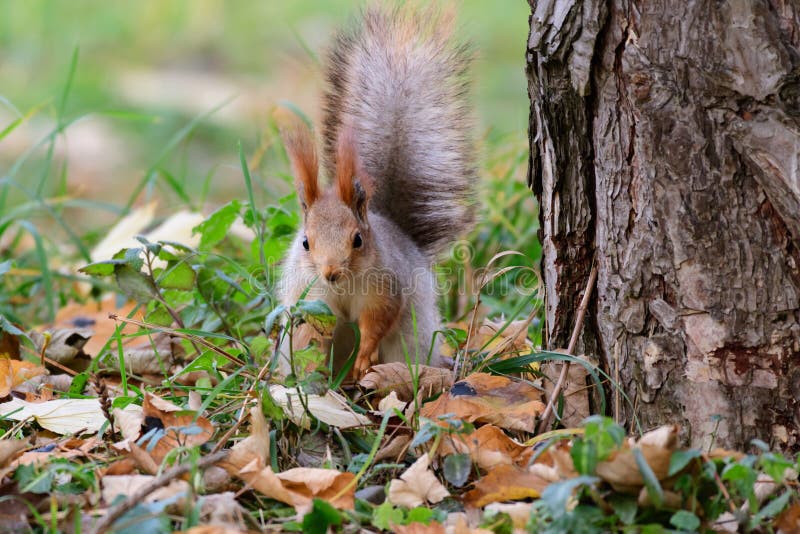 Red Squirell Sciurus Vulgaris in the Wild Stock Photo - Image of ...