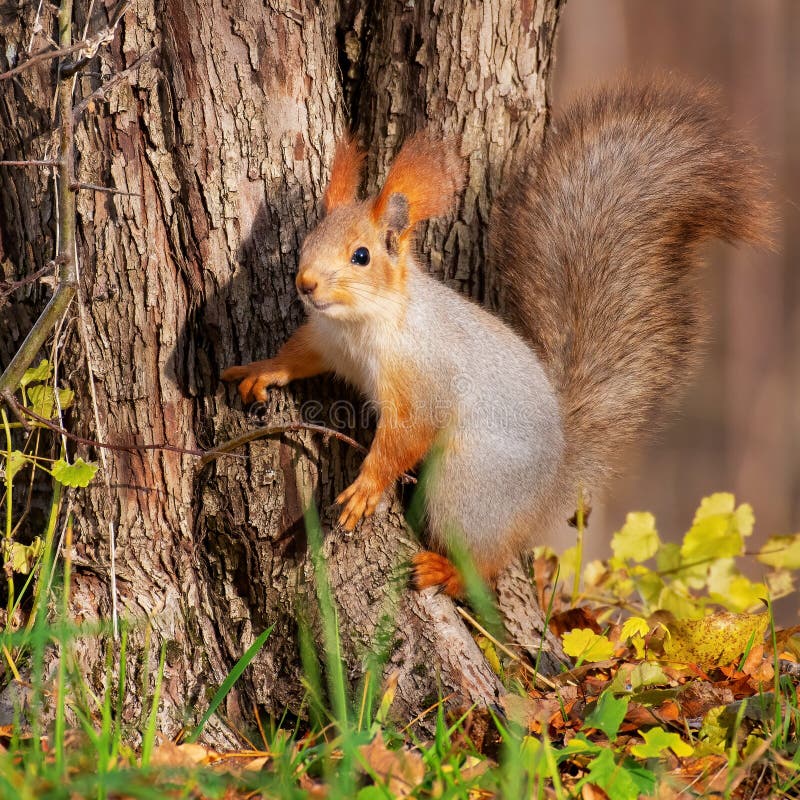 Red Squirell Sciurus Vulgaris in the Wild Stock Image - Image of ...