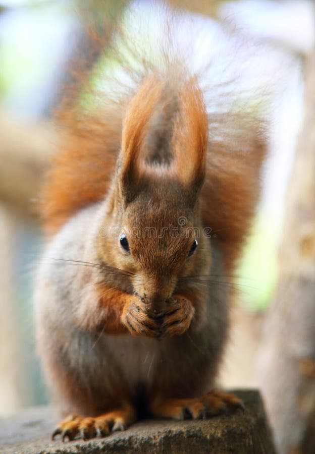 Red Squirre stock photo. Image of tree, eating, american - 61558212