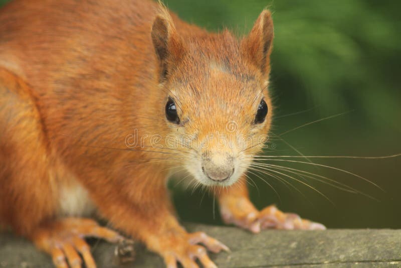 Red Squirrel stock image. Image of vulgaris, scottish - 10579453