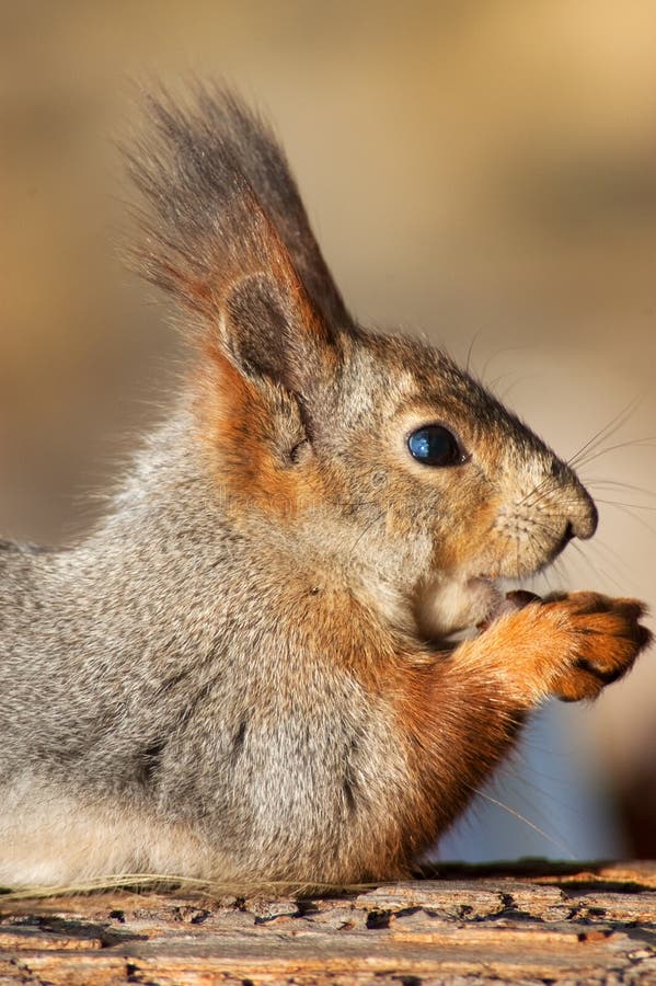 Red squirrel stock image. Image of rodent, squirrel, face - 79673459