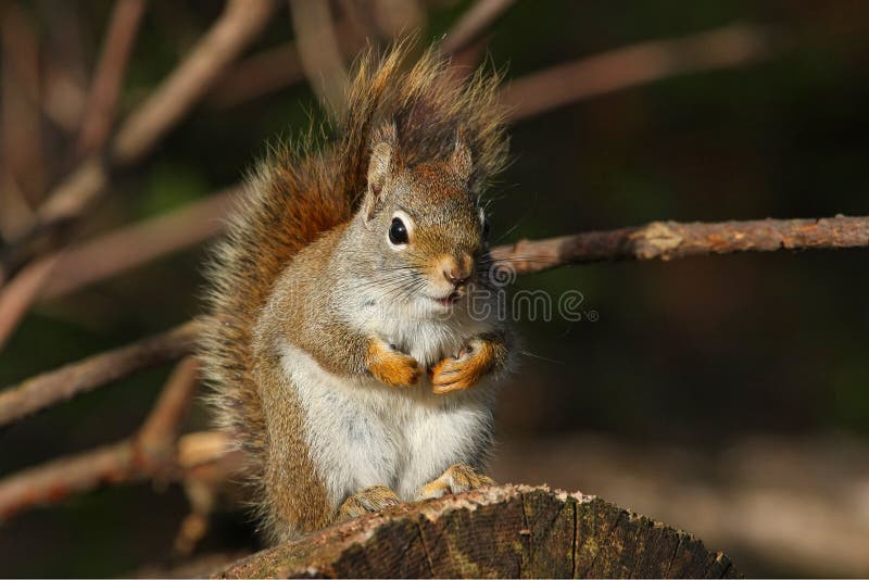 Autumn red squirrel stock image. Image of fall, curious - 47012653