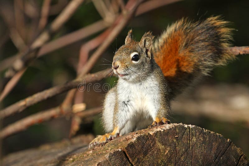 Squirrel Standing and Reaching Stock Photo - Image of bushy, mammal ...