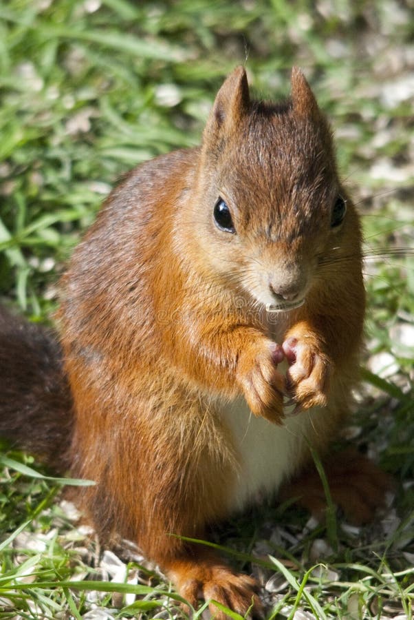 Red squirrel stock image. Image of alertness, stump, outdoor - 6172737