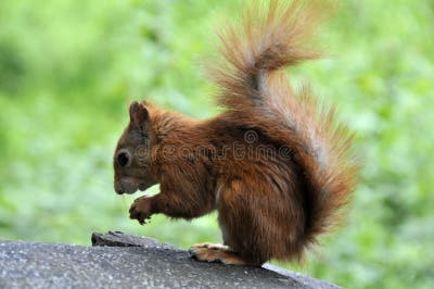 Red Squirrel stock image. Image of eurasian, rodent, side - 14836231