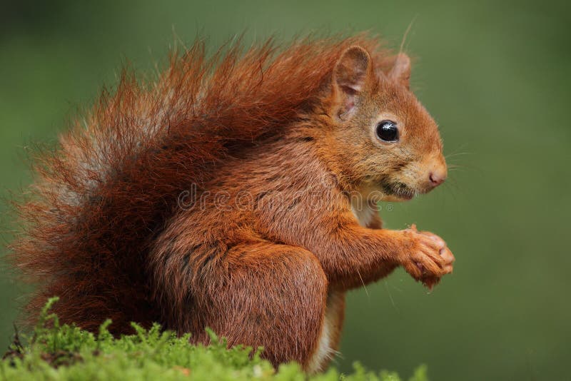 Smiling Squirrel stock image. Image of squirrel, squirrels - 9711093