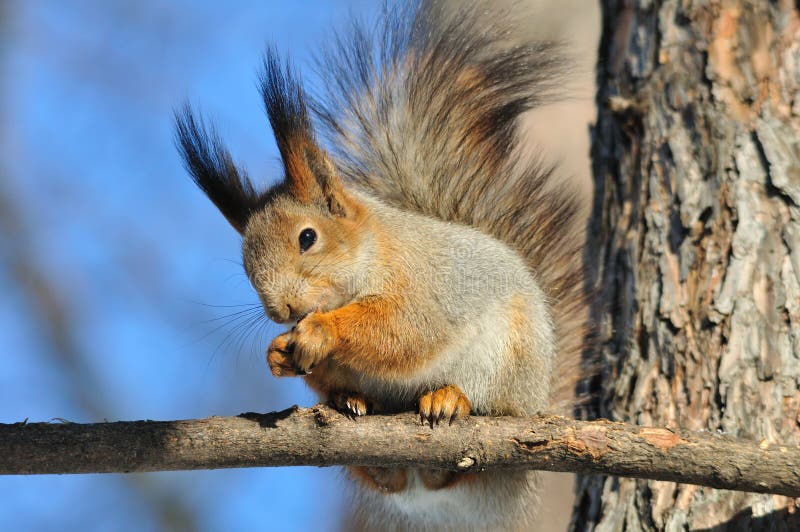 Red squirrel. stock photo. Image of animal, wildlife - 21712378