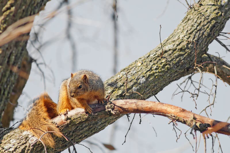 Red squirrel stock image. Image of hair, forrest, brown - 22167959