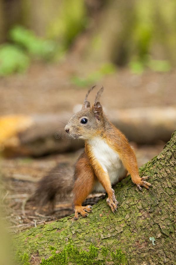 Red squirrel stock photo. Image of brown, reddish, mammal - 22951862