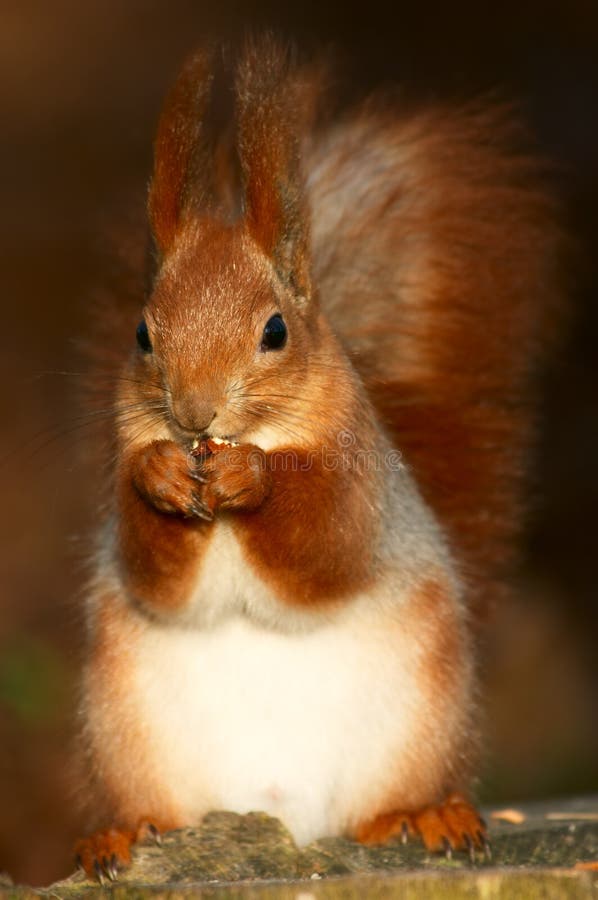 Red squirrel stock photo. Image of squirrel, wildlife - 2311178