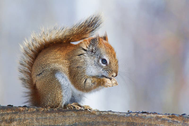 Red squirrel stock photo. Image of cute, mammal, squirrel - 23788434