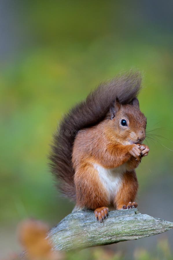 Red Squirrel stock photo. Image of furry, meal, little - 23788796