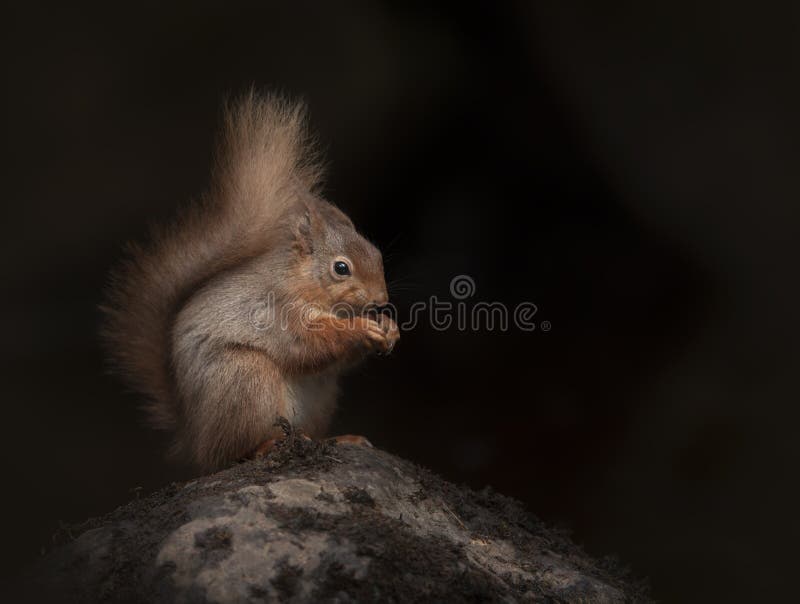 Red Squirrel In Funny Pose. Stock Image - Image of woodland, england ...