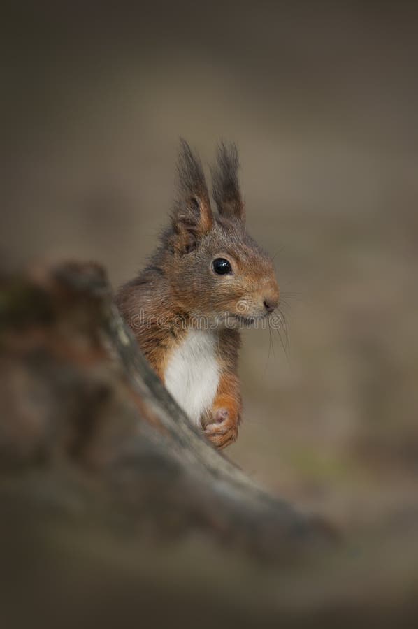 Red Squirrel in Funny Pose. Stock Image - Image of woodland, england ...