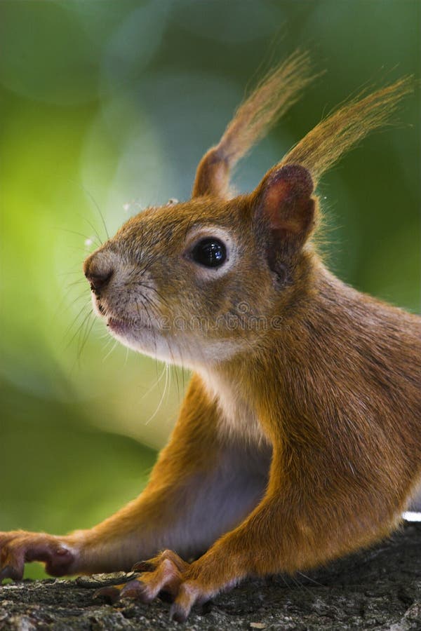 Red Squirrel eyeballing stock image. Image of britain - 45907345