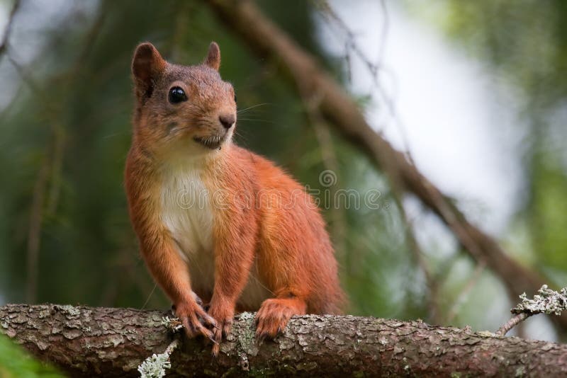 Squirrel stock photo. Image of close, closeup, rodents - 21045626