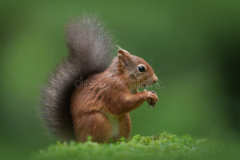 Squirrel Curled Up Stock Photos - Free & Royalty-Free Stock Photos from ...