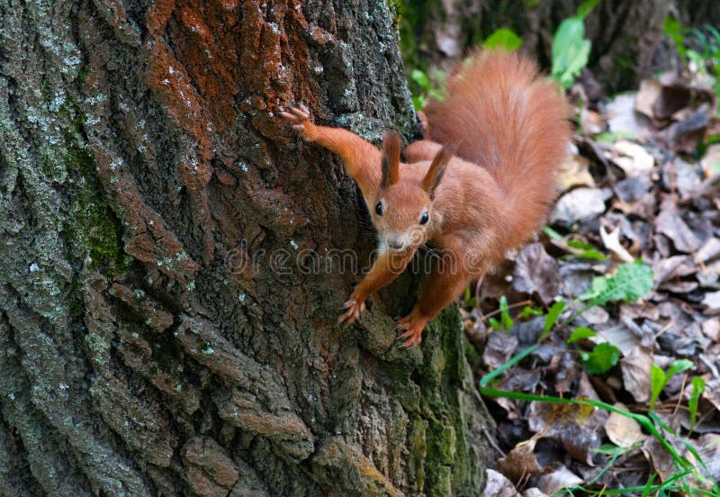 Squirrel Standing and Reaching Stock Photo - Image of bushy, mammal ...