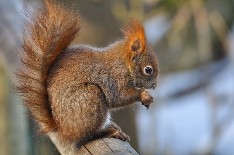 Red Squirrel stock image. Image of busy, peanut, american - 29684681