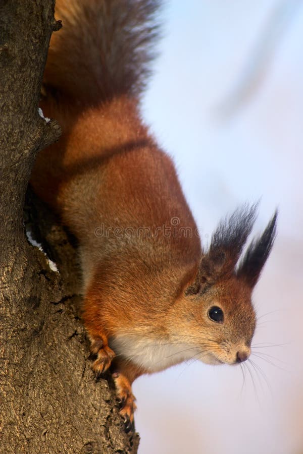 Red squirrel stock image. Image of squirrel, tree, downy - 3084113