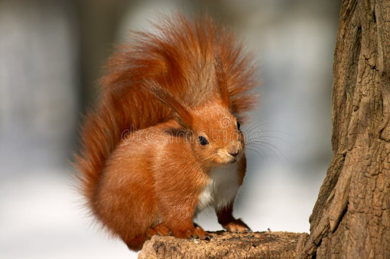 Red squirrel stock image. Image of outdoor, winter, animal - 3813123