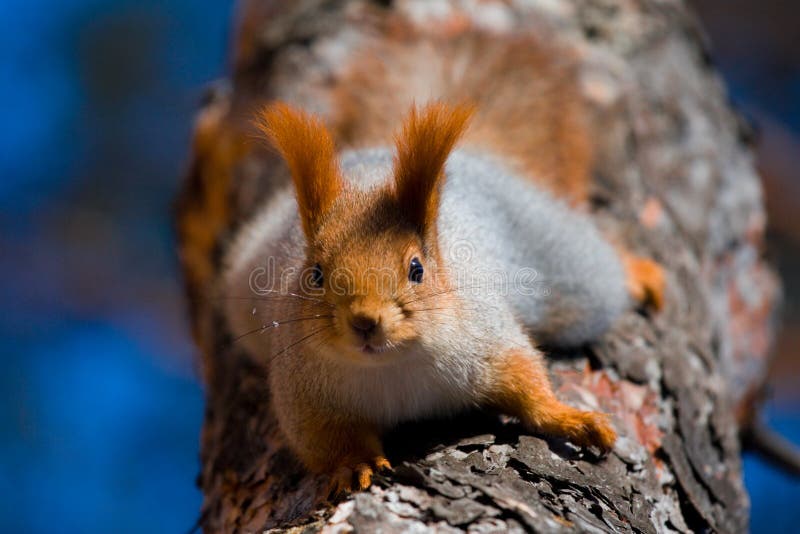 Red squirrel stock image. Image of small, mammal, looking - 7243417