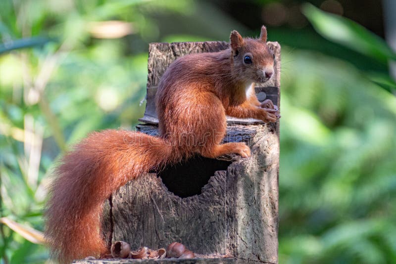 Red Squirrel Eating an Acorn Stock Photo - Image of animal, creature ...