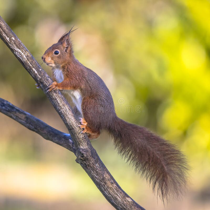Red Squirrel Alert on Tree Trunk Stock Photo - Image of furry, close ...