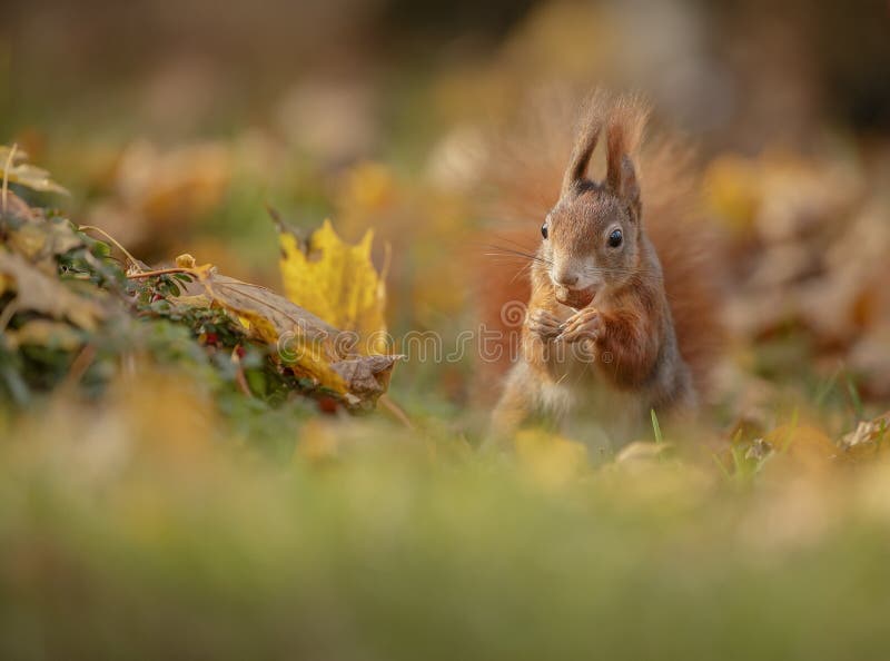 Autumn red squirrel stock image. Image of fall, curious - 47012653