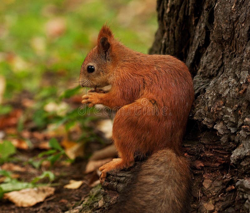 Red Squirrel in Autumn Forest Stock Photo - Image of european, seeds ...