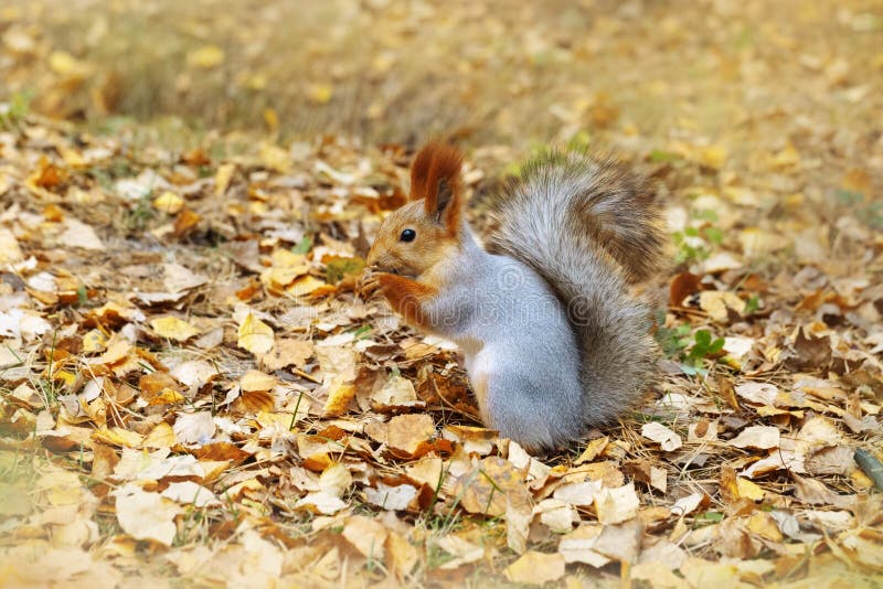 Red squirrel in the autumn stock photo. Image of european - 35400508