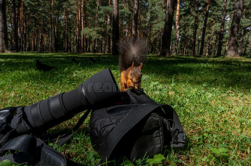 A Red Squirrel on a Bag Near the Camera Lens Stock Photo - Image of ...