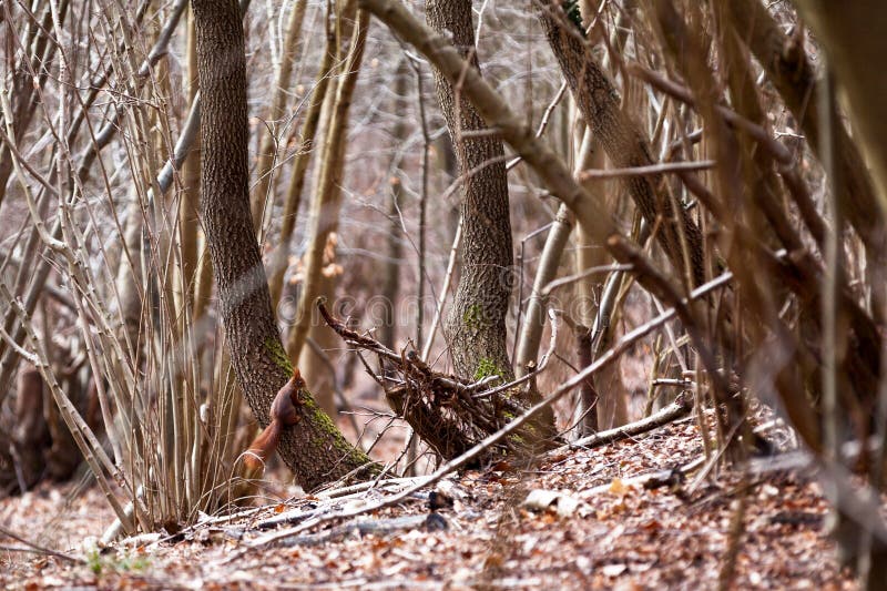 Red Squirrel at the Base of a Tree Trunk in the Woods Stock Photo ...