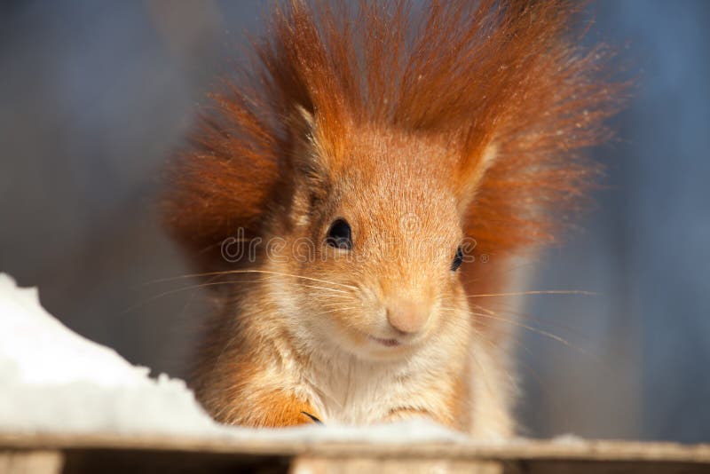 Red squirrel stock image. Image of curious, habitat - 237797807